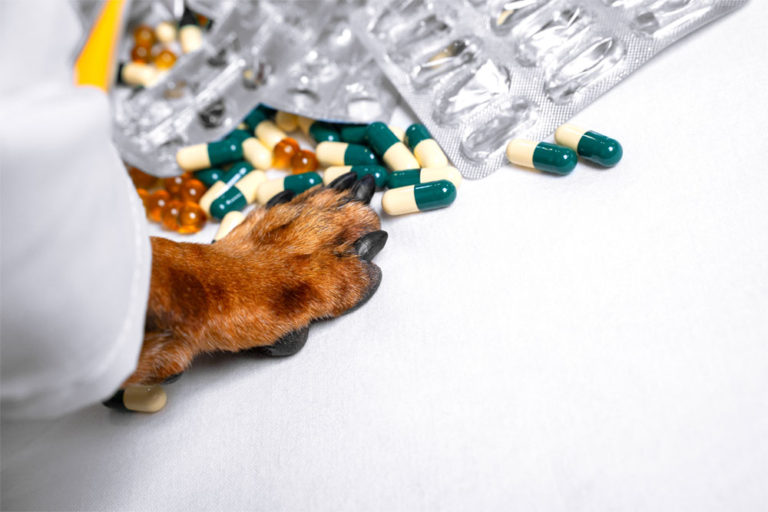 Tablets & Capsules | New York | VetMedics Compounding Pharmacy